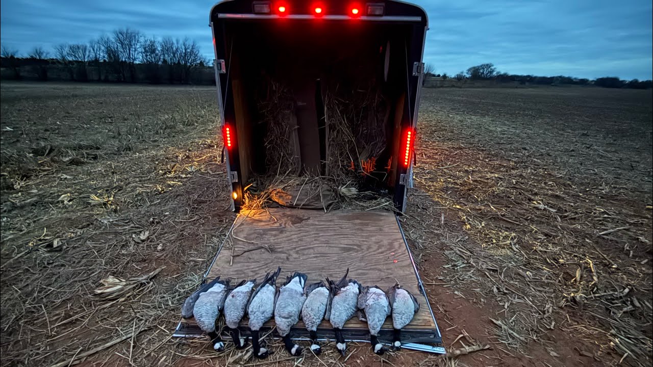 Evening Goose Hunt Cut Corn Field - YouTube
