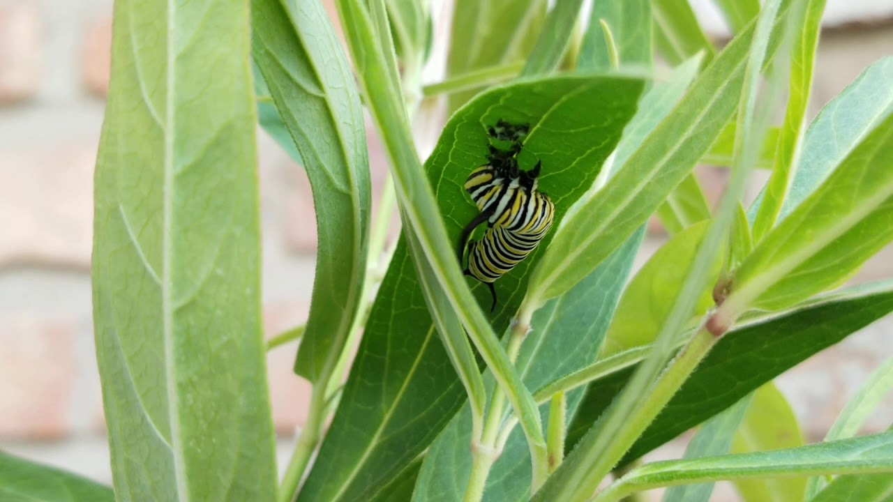 Monarch Caterpillar Eating its Molt - YouTube