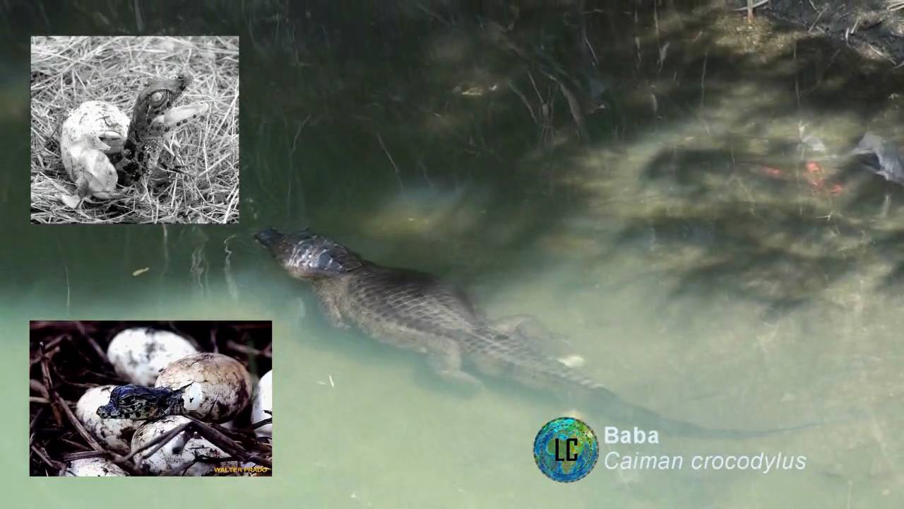Baba o Caimán de Anteojos - Caiman crocodylus - Venezuela Megadiversa ...