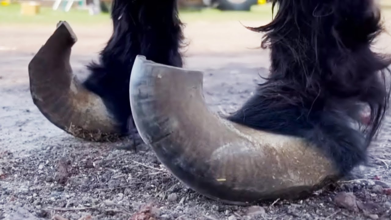 Great! When Trimming The Hoof, Kakaka, Like Coconut Crisps丨ASMR丨Donkey ...