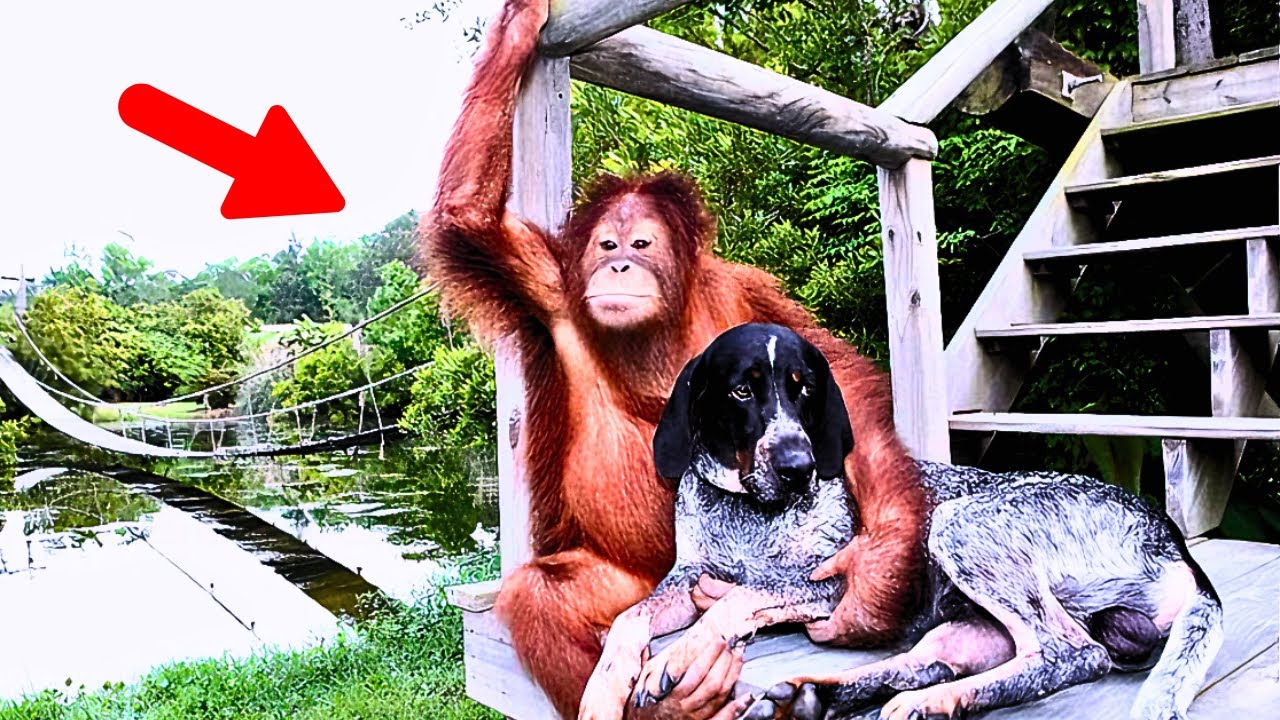 Orangutan Adopts Rescued Dog and Becomes His Loving Caretaker! - YouTube