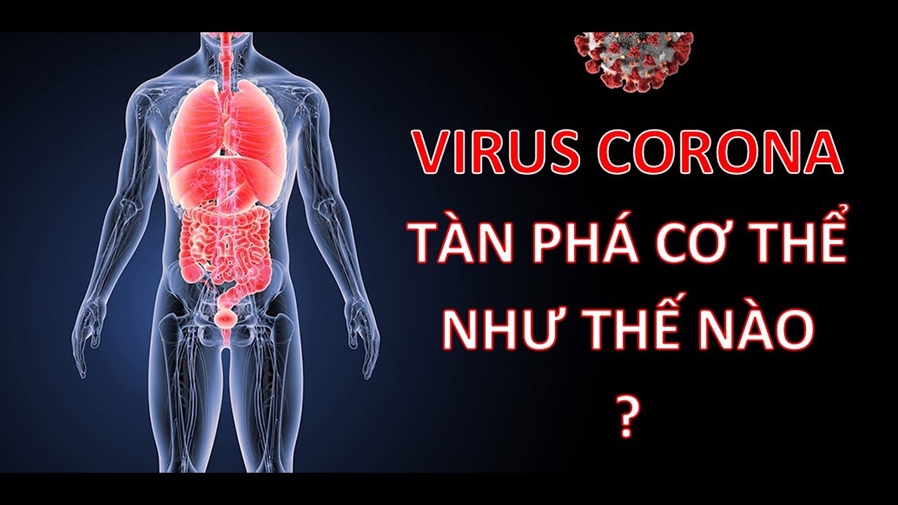 VIRUS Tàn phá cơ thể như thế nào? - YouTube