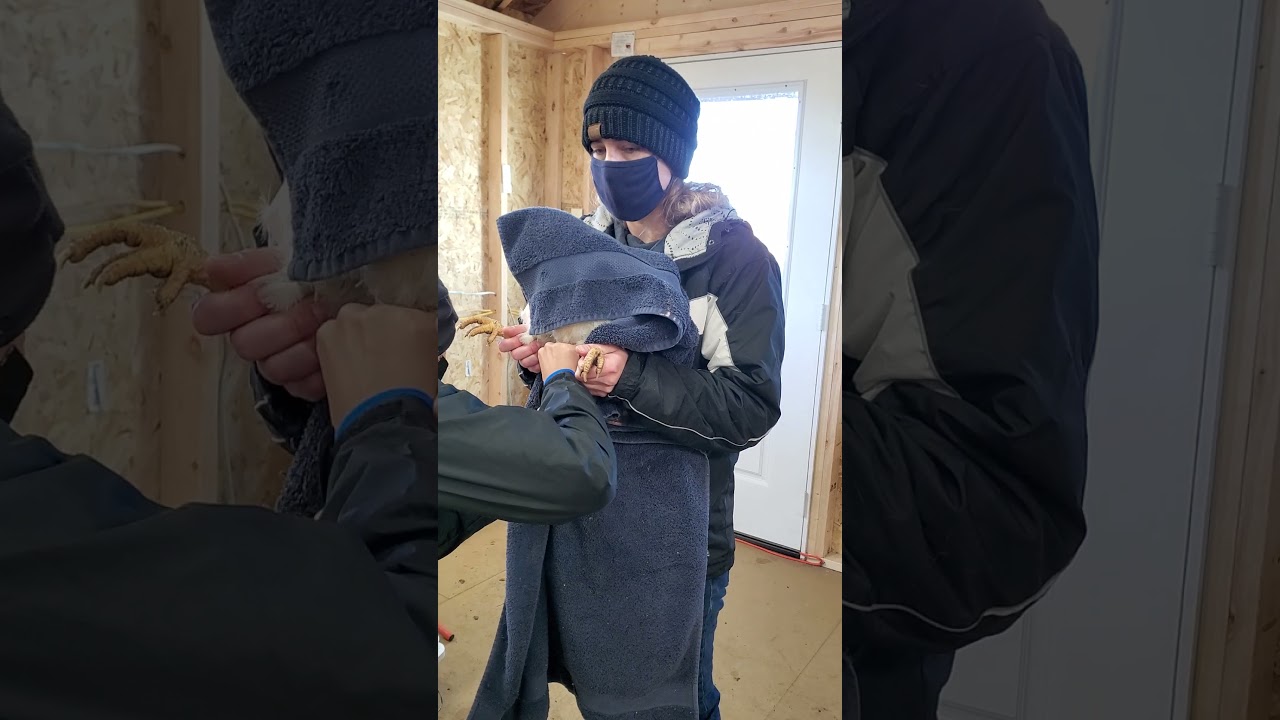 Skill 46: Avian restraint for nail trim - YouTube