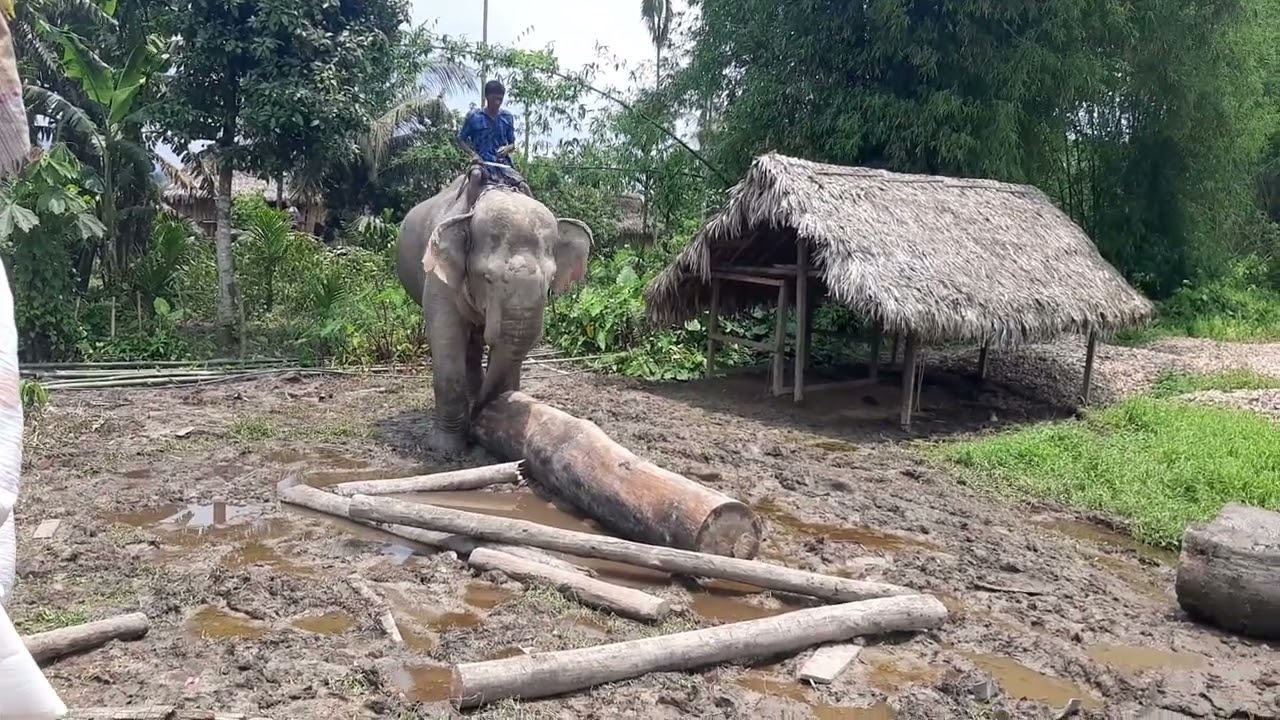 Elephant is try to line up the logs with the help of a Maout. - YouTube