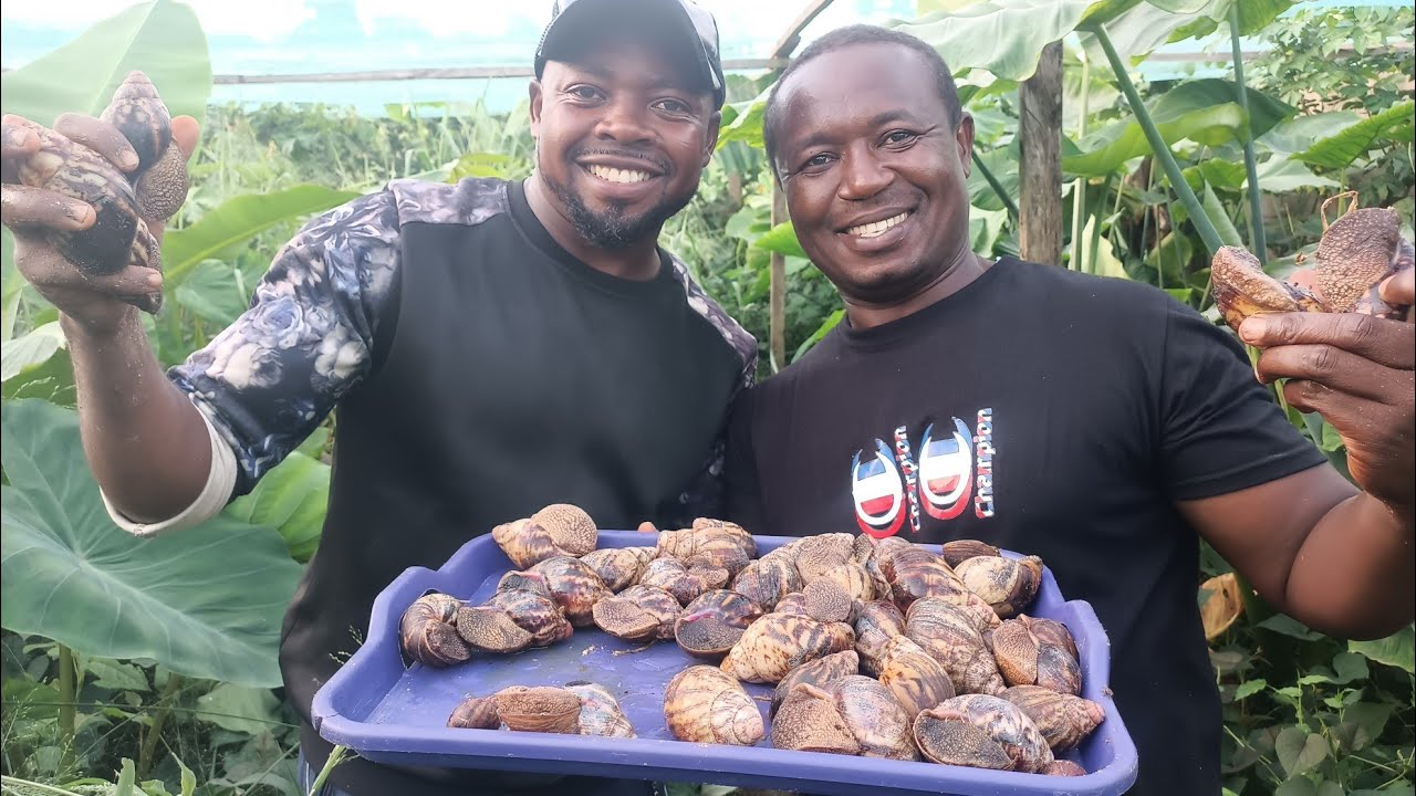 He Left Abu Dhabi And Came Back To Cameroon To Become A Snail Farmer ...