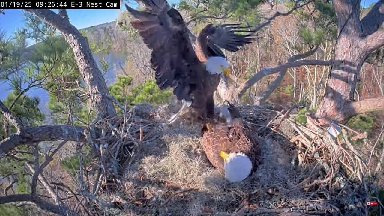 Oops! Alex II falls on Andrea II ---- Kisatchie National Forest E 3 2025 01 19 - YouTube