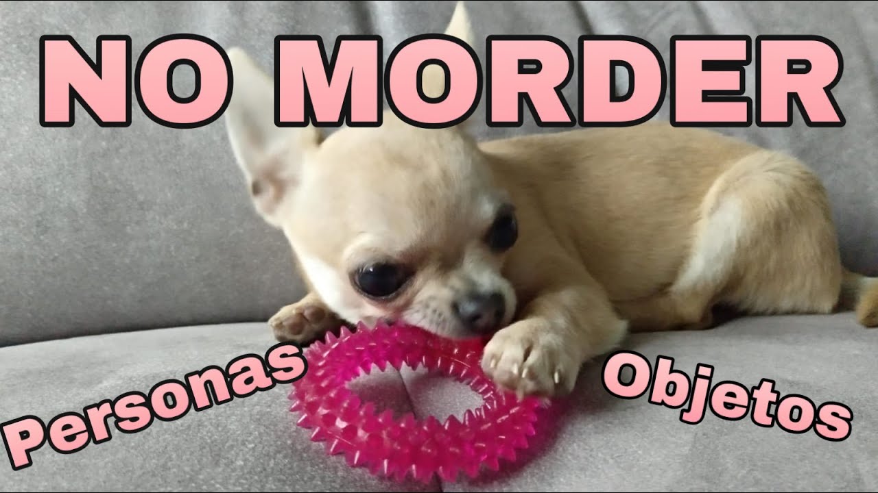 Enseñar a no morder - YouTube