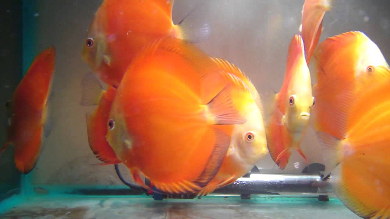12cm Millenium Gold Discus - YouTube