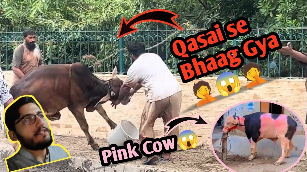 Qurbani Eid Cow Cow Mandi 2019 - Cow Qurbani Eid - Bakra Mandi 2019 ...