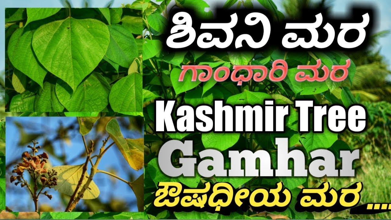 ಶಿವನಿ, Kashmir Tree, Gamhar Beechwood - YouTube