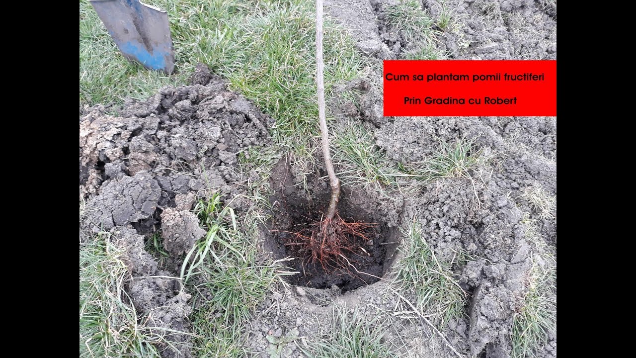 Cum sa plantam pomii fructiferi. Simplu si eficient. - YouTube