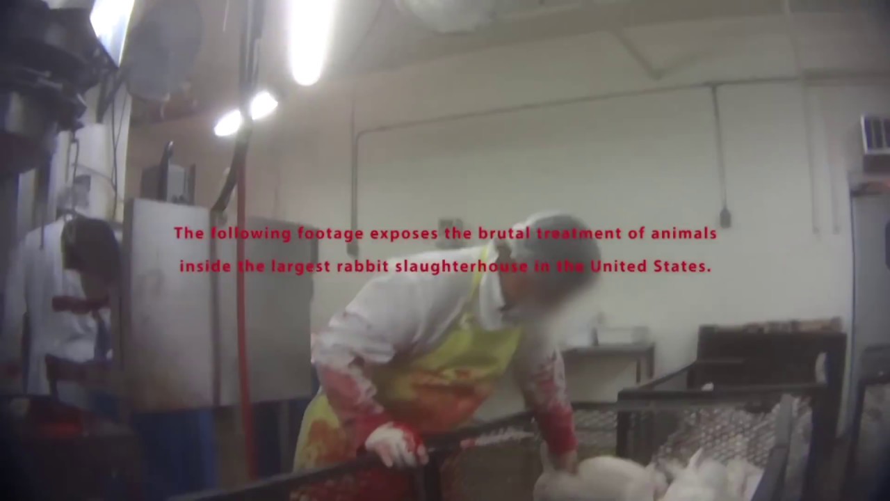 Rabbit Slaughterhouse Undercover Investigation - YouTube