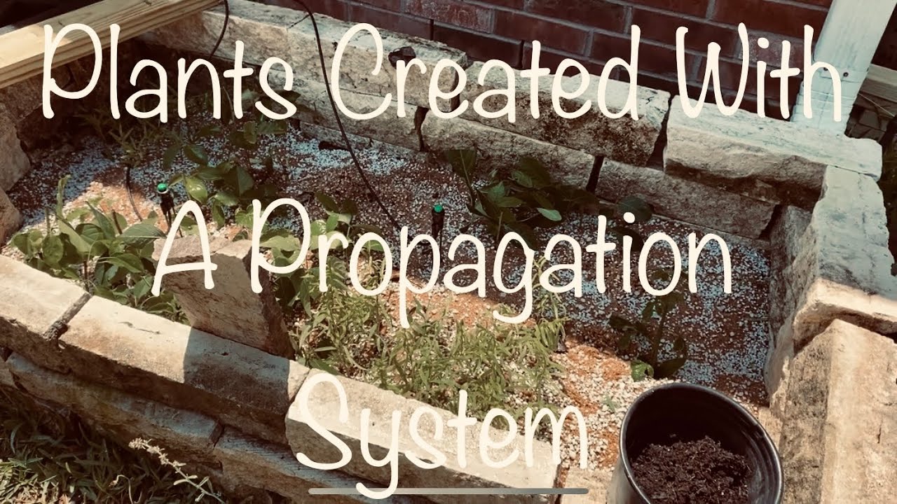 Plants Created With A Propagation System - YouTube