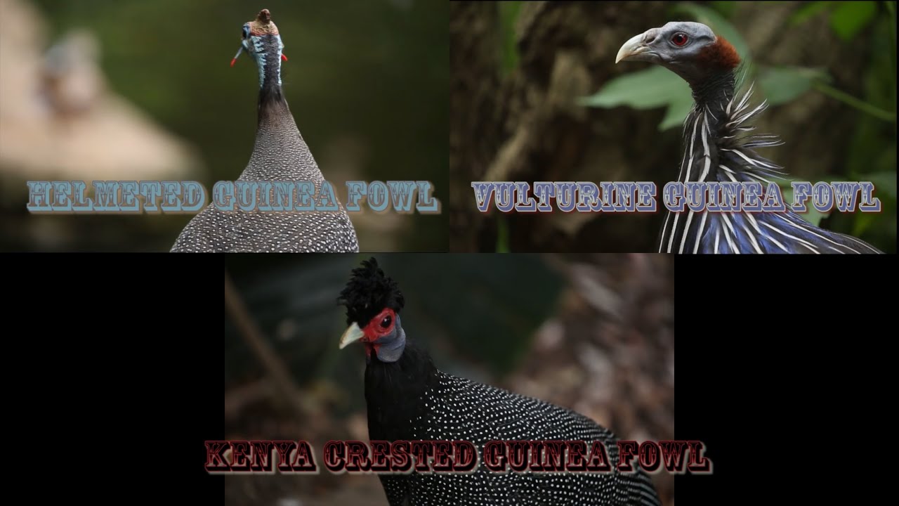 Guinea Fowls - YouTube
