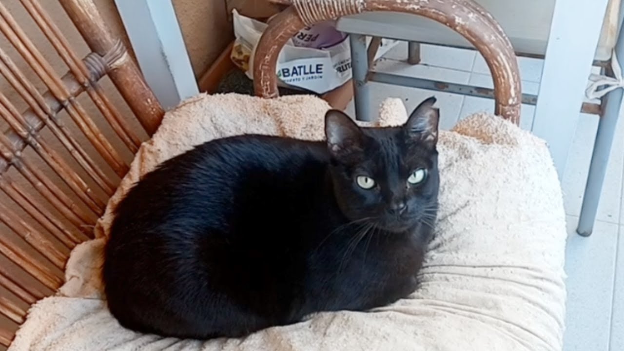 Meow, Greetings From a Cute Catloaf. #Jules - YouTube