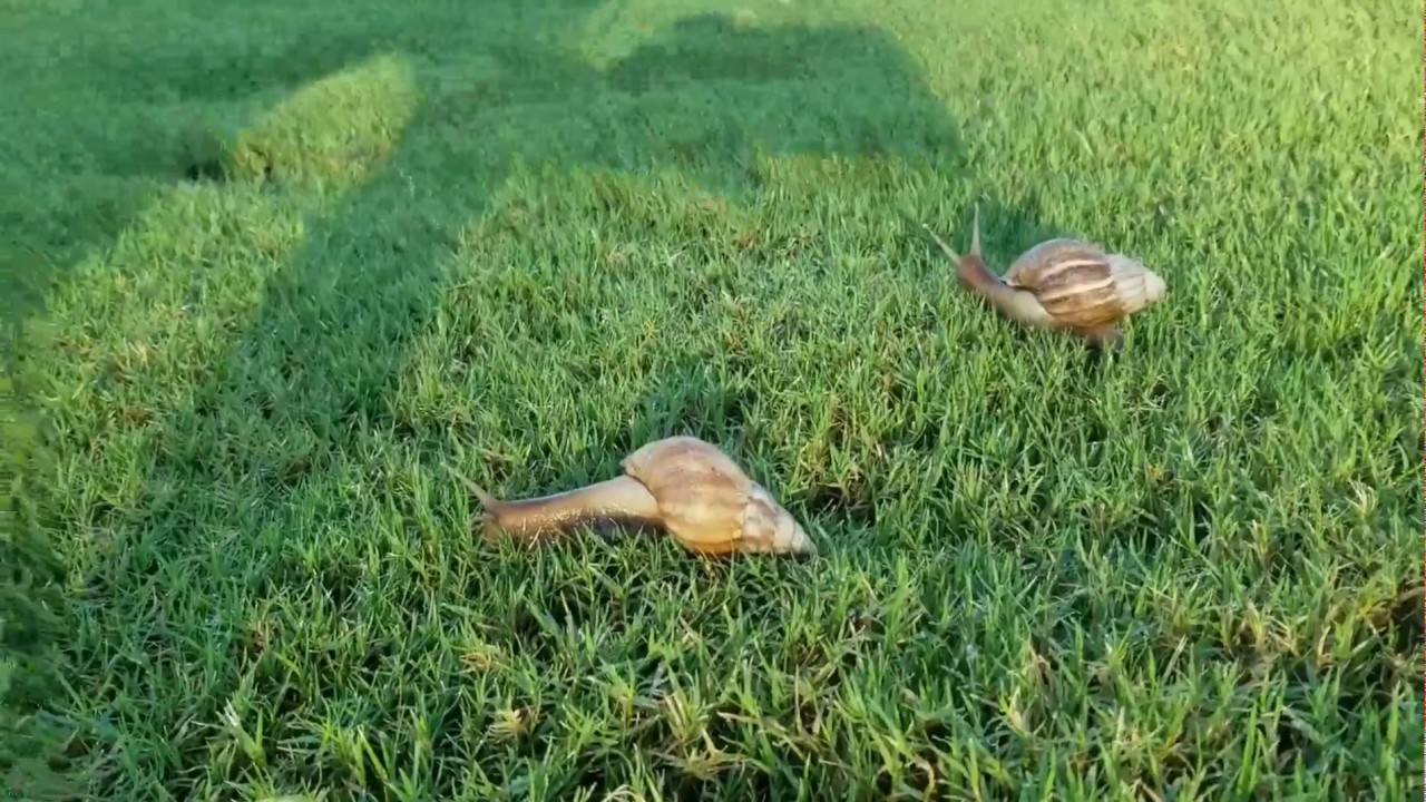 Tennessee Flower Girl...Snail Race - YouTube
