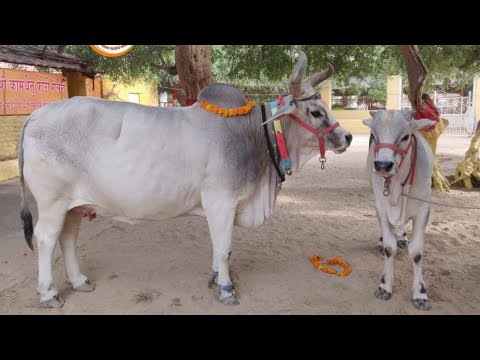 श्री सुरभि गोमाता की आरती संध्या समय ll Shree Pathmeda Godham ll Gomata ...