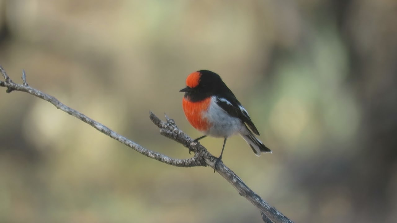 Birds Robins of Australia (4 types) - YouTube