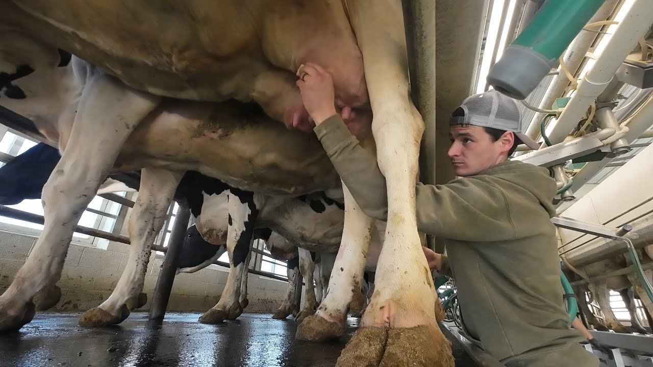 Silo & Cattle Work | 10th Generation Dairyman | The Content Farm