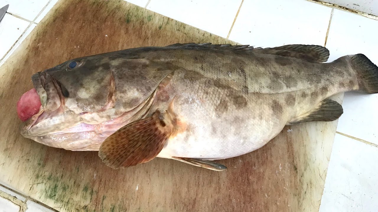 Escape the Ordinary | Hamour Fish Catching Revealed in Mirbat Market ...