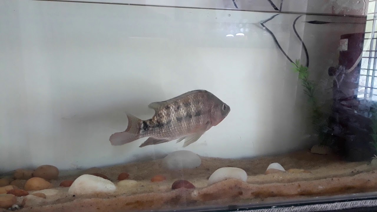 Siloppy fish aquarium - YouTube