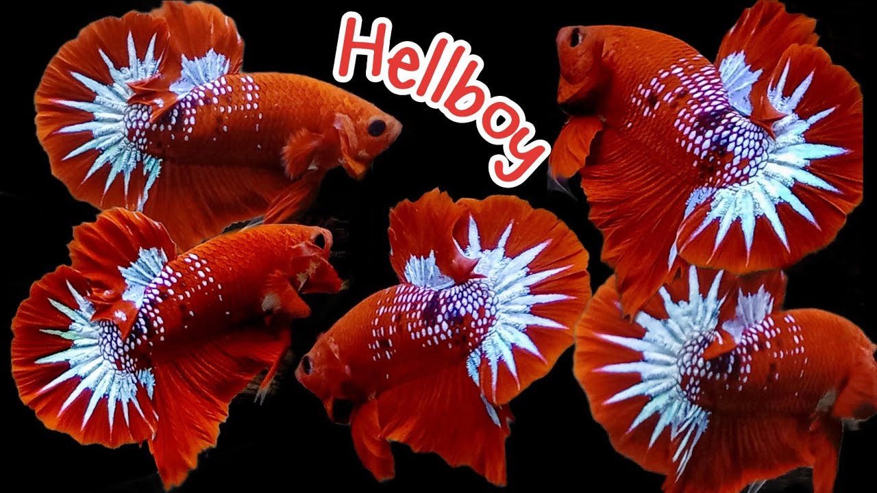 #Hellboy betta fish #ปลากัดเฮลบอย Betta Orange Farmปลากัดร้านสีส้มฟาร์ม ...