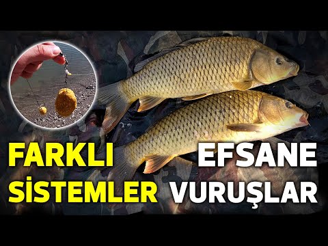 Farklı Sistemler Efsane Vuruşlar | Dibi Ağaçlık Avlakta Sazan Avı Nasıl Olur? | Mükemmel Omlet