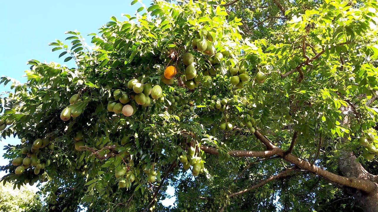 PÉ de CAJÁ MANGA GIGANTE CARREGADO de Frutos #frutiferas - YouTube