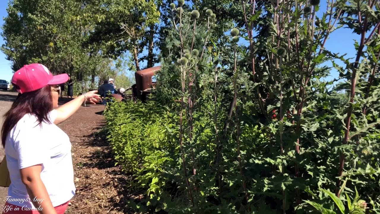 Saskatoon Farm in Calgary AB #53 - YouTube