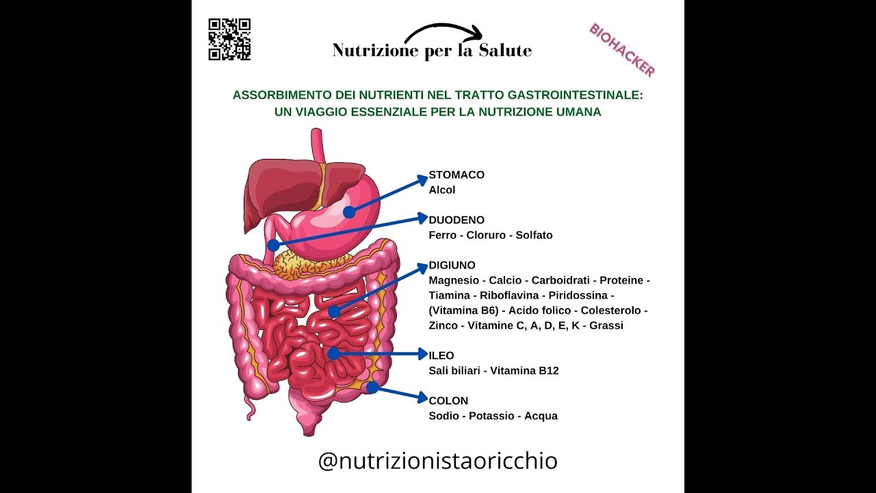 ASSORBIMENTO DEI NUTRIENTI NEL TRATTO GASTROINTESTINALE - YouTube
