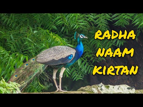 #5 राधा नाम कीर्तन | Radha Naam Kirtan | Shri Hit Radha Kripa LOFI