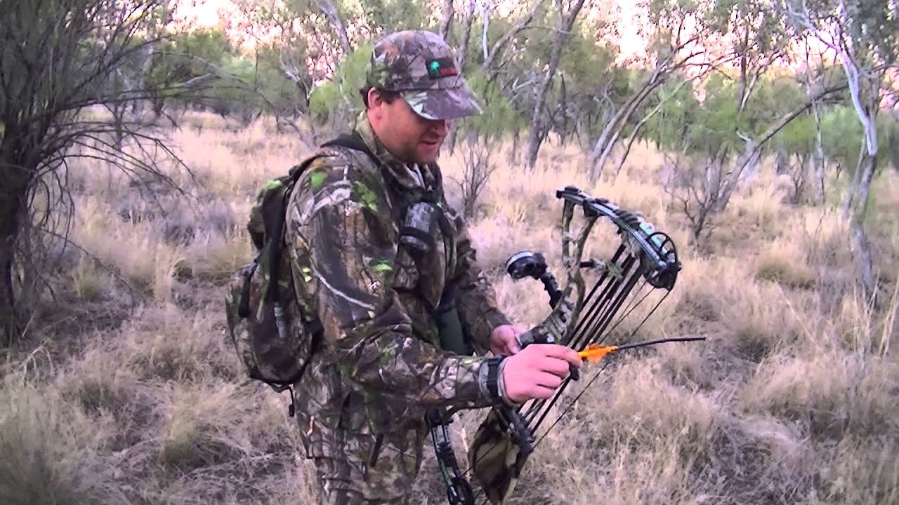 Pig bow hunting Qld border. (A fat young boar for Dave). Great ...