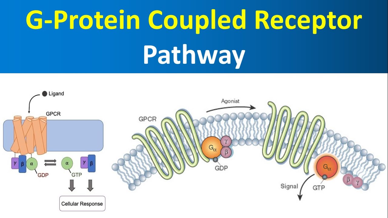 G-Protein coupled receptor transduction pathway | GPCR |SIGNAL ...