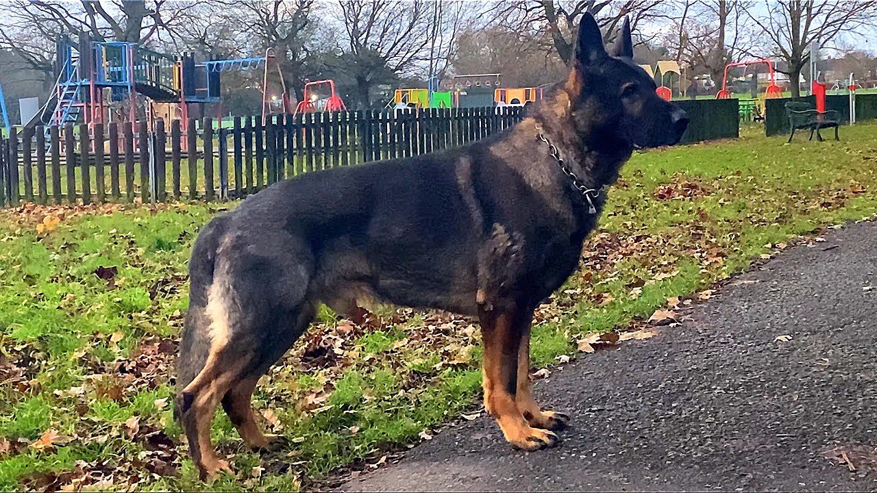 German shepherd working line dog - YouTube