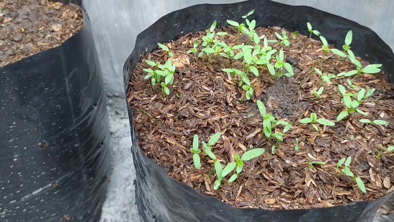 Cara bercocok tanam yang "penting" asyik. - YouTube