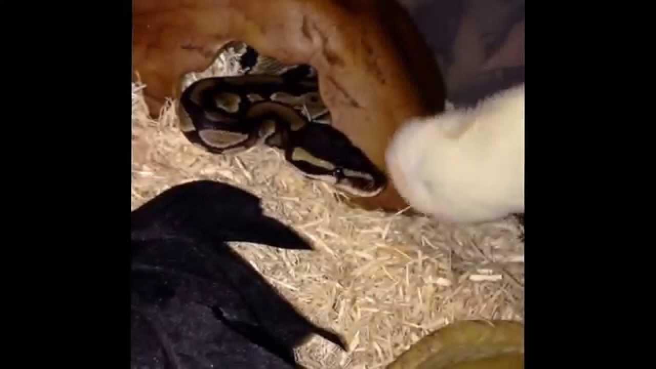 Rescued ball python feeding on small weaner rats for first time - YouTube