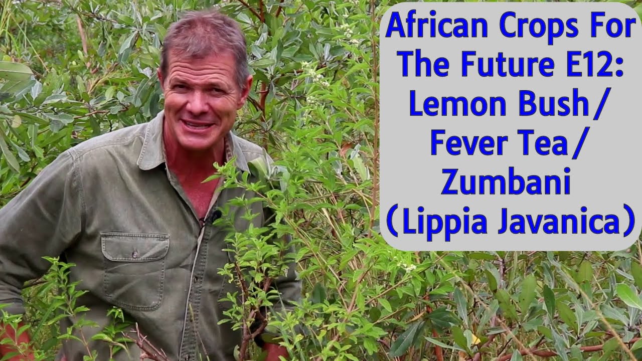 African Crops For The Future E12: Lemon Bush/Fever Tea/Zumbani (Lippia ...