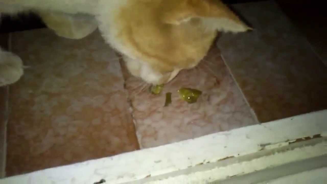 Thor Cat Eating Pickles - YouTube