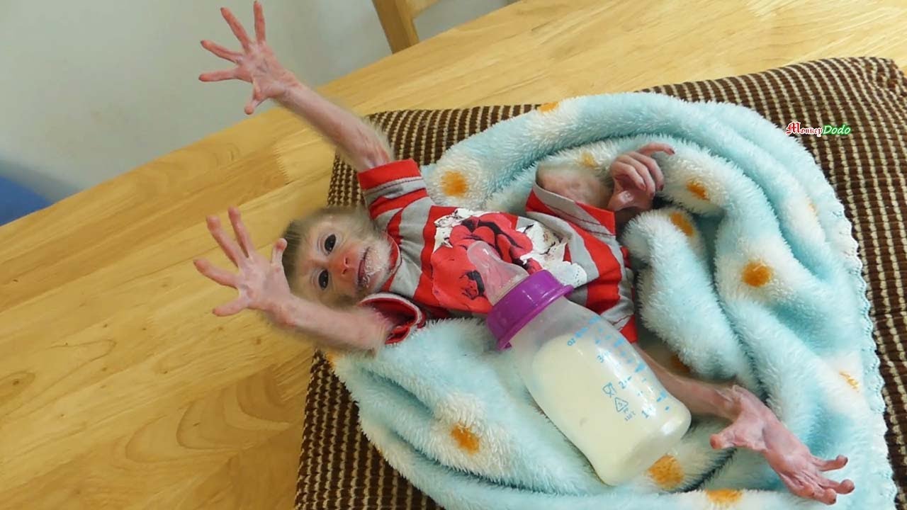 Most Cutest Newborn Pruno Feeling Very Fresh After Got Milk Full - YouTube