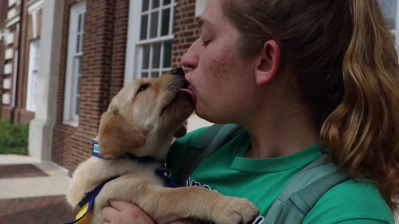 An emotional path: CCI service dogs - YouTube