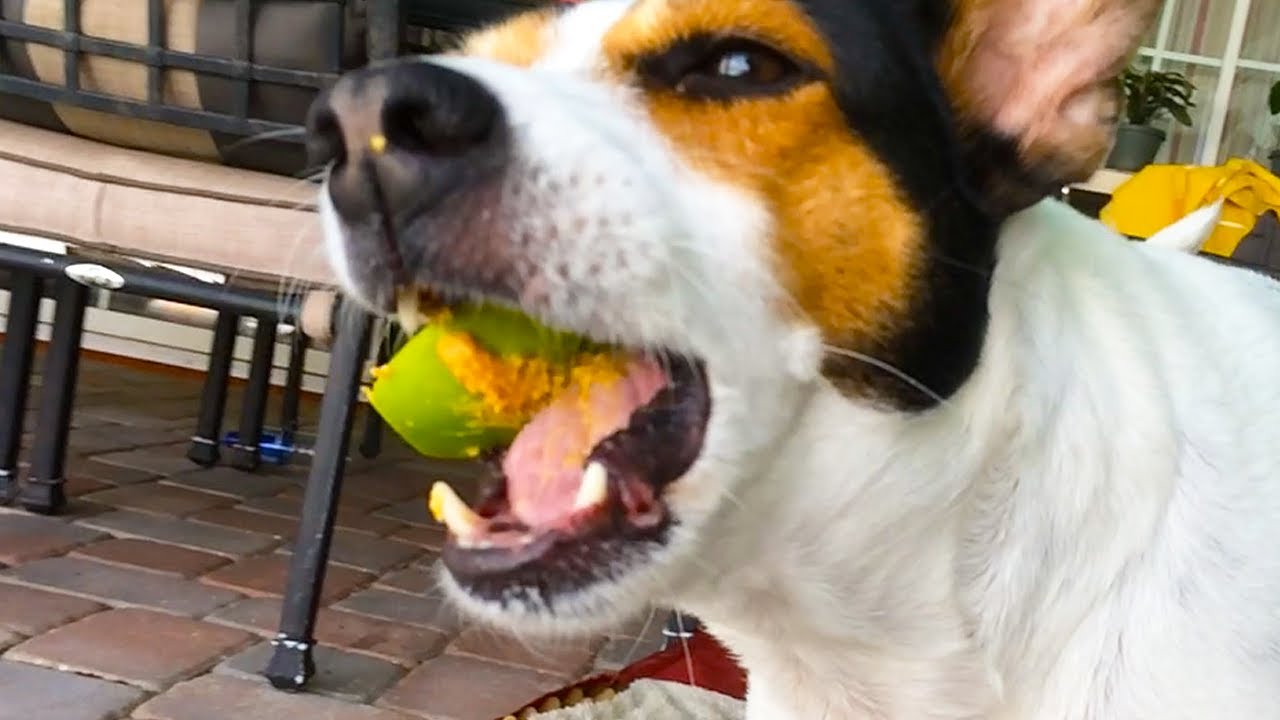 Cute Puppy Eats Apple In SlowMo iPhone 5s YouTube cute-puppy-eats-apple-in-slowmo-iphone-5s-youtube