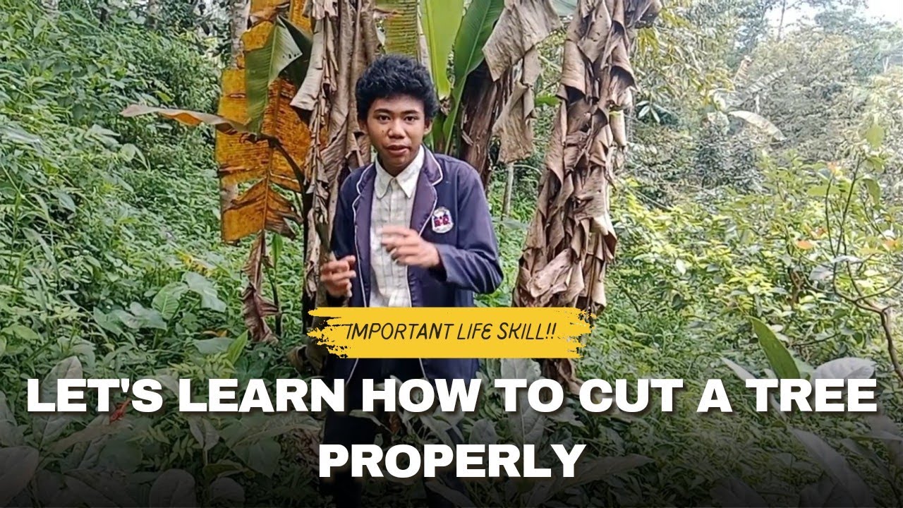 IMPORTANT!! LET'S LEARN HOW TO CUT A TREE PROPERLY!! IMPORTANT LIFE ...