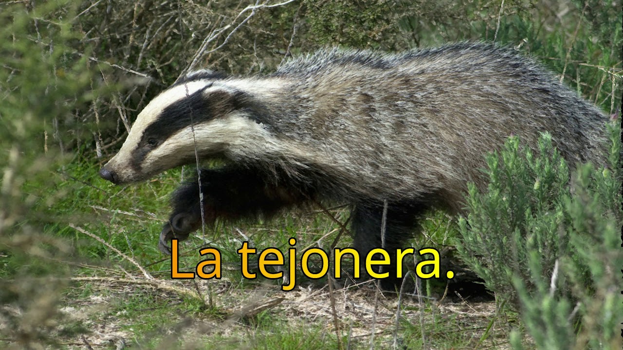 La madriguera del tejón. - YouTube