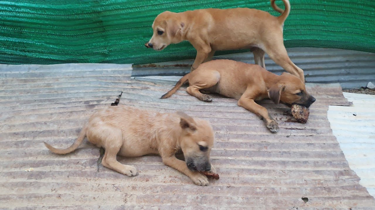 Give Super Food For Poor Puppies, they are Really enjoy - YouTube