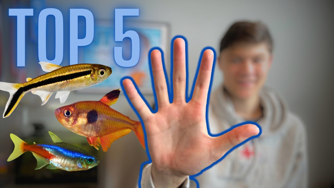 TOP 5 Schooling Fish For PLANTED TANKS! - YouTube