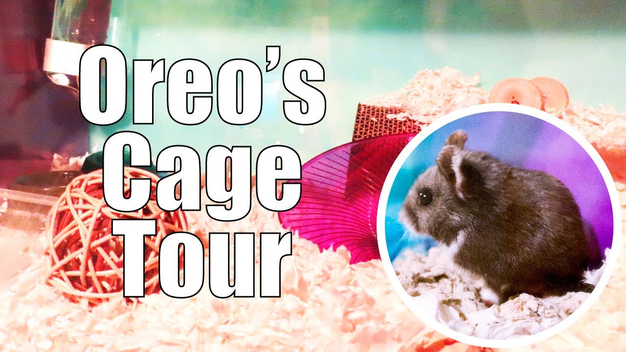 HAMSTER CAGE TOUR: Dwarf Hamster Tank Setup | Oreo's New Home - YouTube