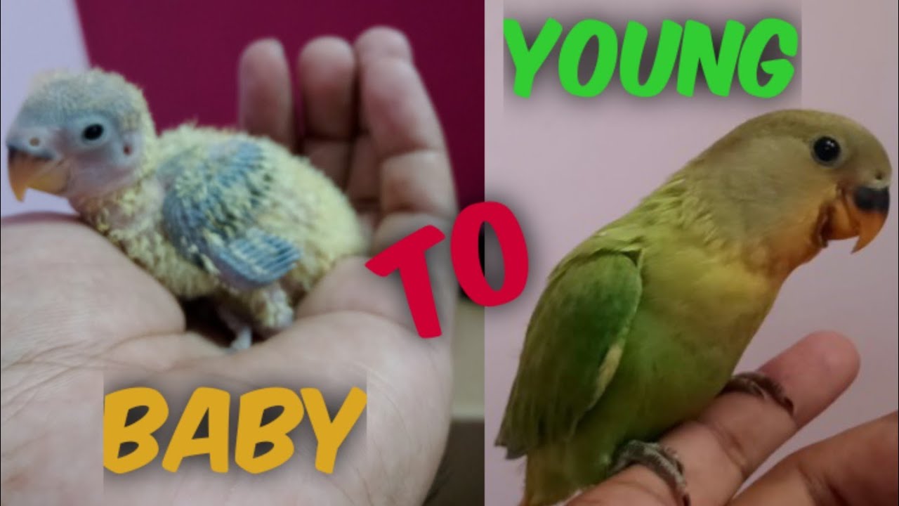 African love bird growth from baby to young || how african love bird ...