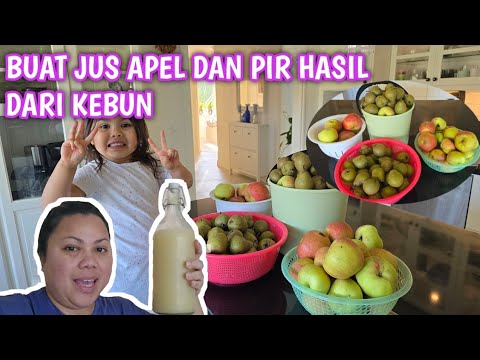 PUNGUT APEL DAN PIR YG BERJATUHAN DI KEBUN || HOME MADE JUICE APEL ...