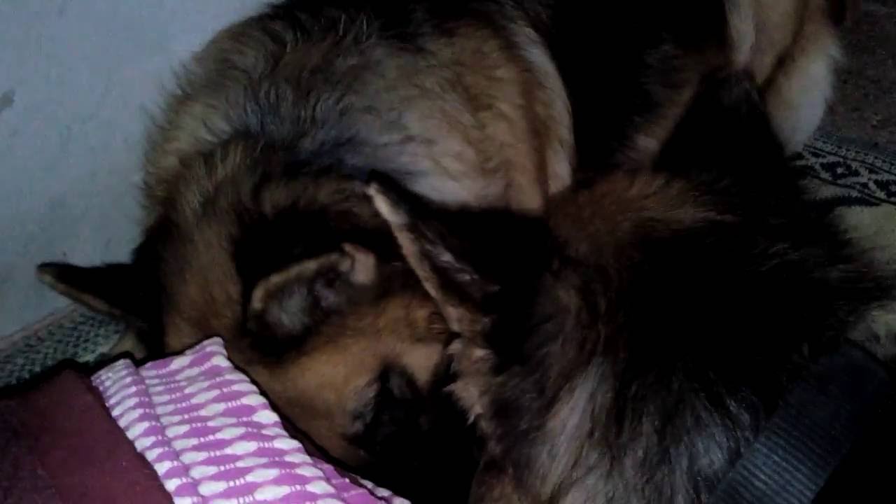 German Shepherd dogs fighting worst attack - YouTube
