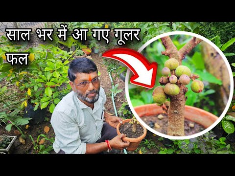 Gular Ka Plant 1 Saal Mai Lag Gaya Fal | Gular Fruits Grew in Just One Y
